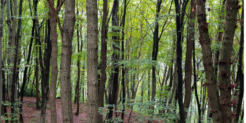 Timber Buying & Logging | A-M Tree Service | Northeast Ohio